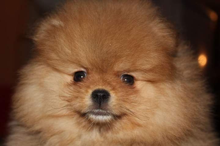 Accueil - Elevage De Sweety Fox - eleveur de chiens Spitz allemand